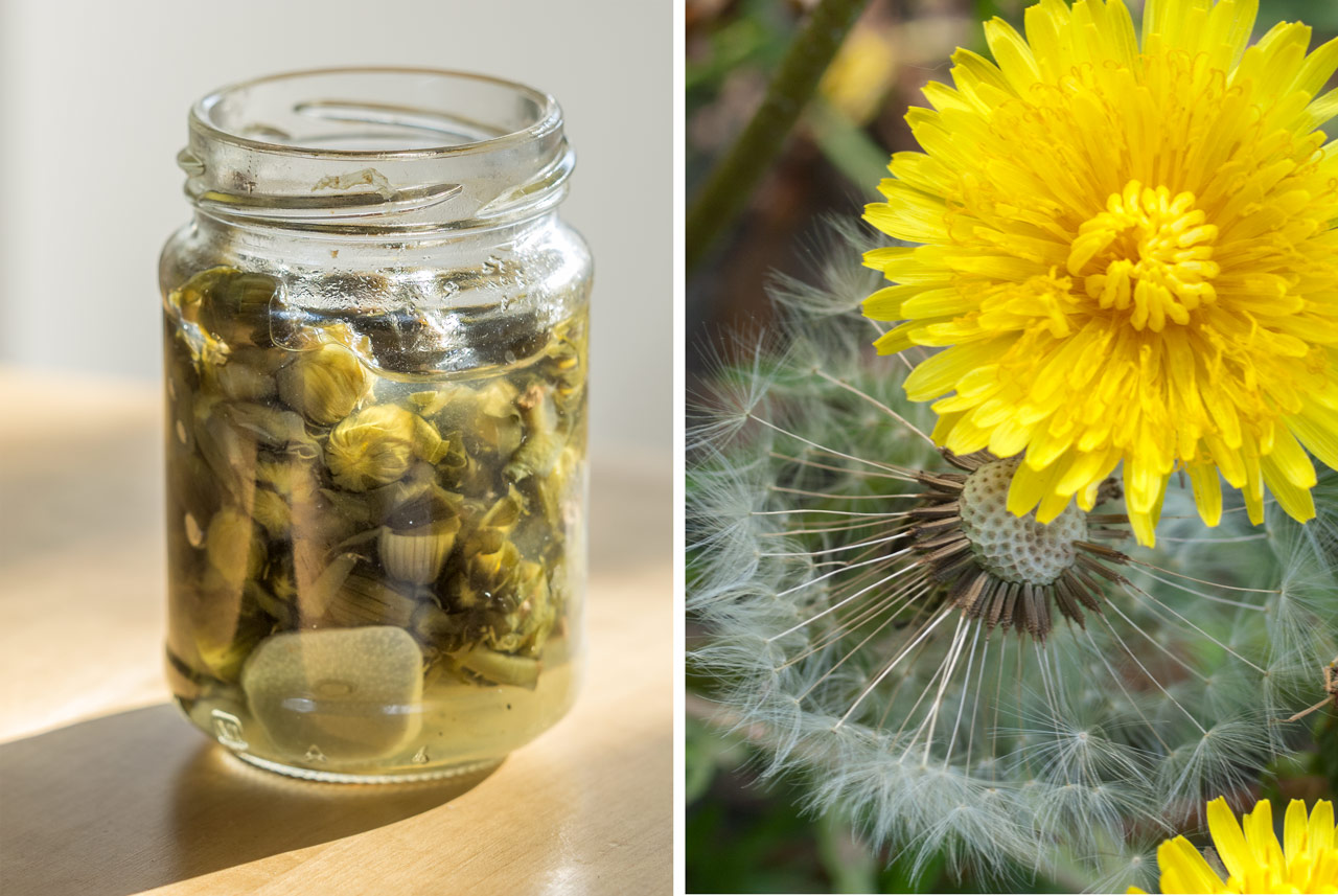 Pieneņu pumpuri marinādē-Garšīgā Latvija