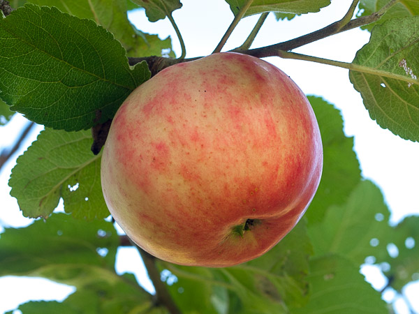 Abols_8213118-Garšīgā Latvija