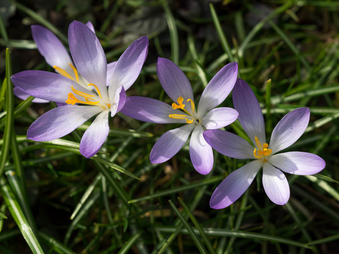 Krokusi_VO_3080067-Garšīgā Latvija
