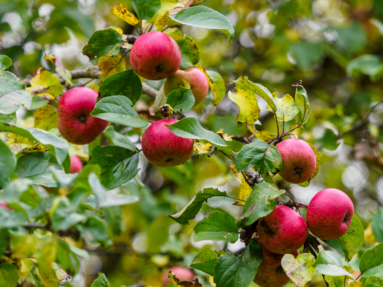Aboli_VO_020089-Garšīgā Latvija